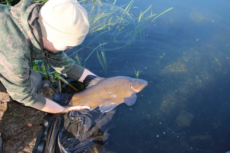 My Top Two Tench Fishing Rigs – James Champkin - Dynamite Baits