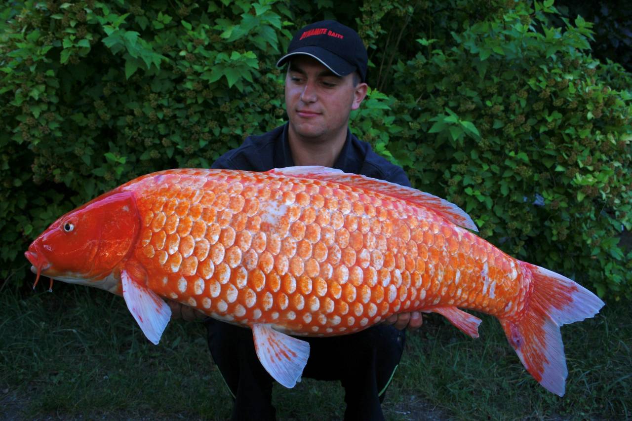 Krištof Cuderman’s Top 7 Koi Carp Catches! - Dynamite Baits
