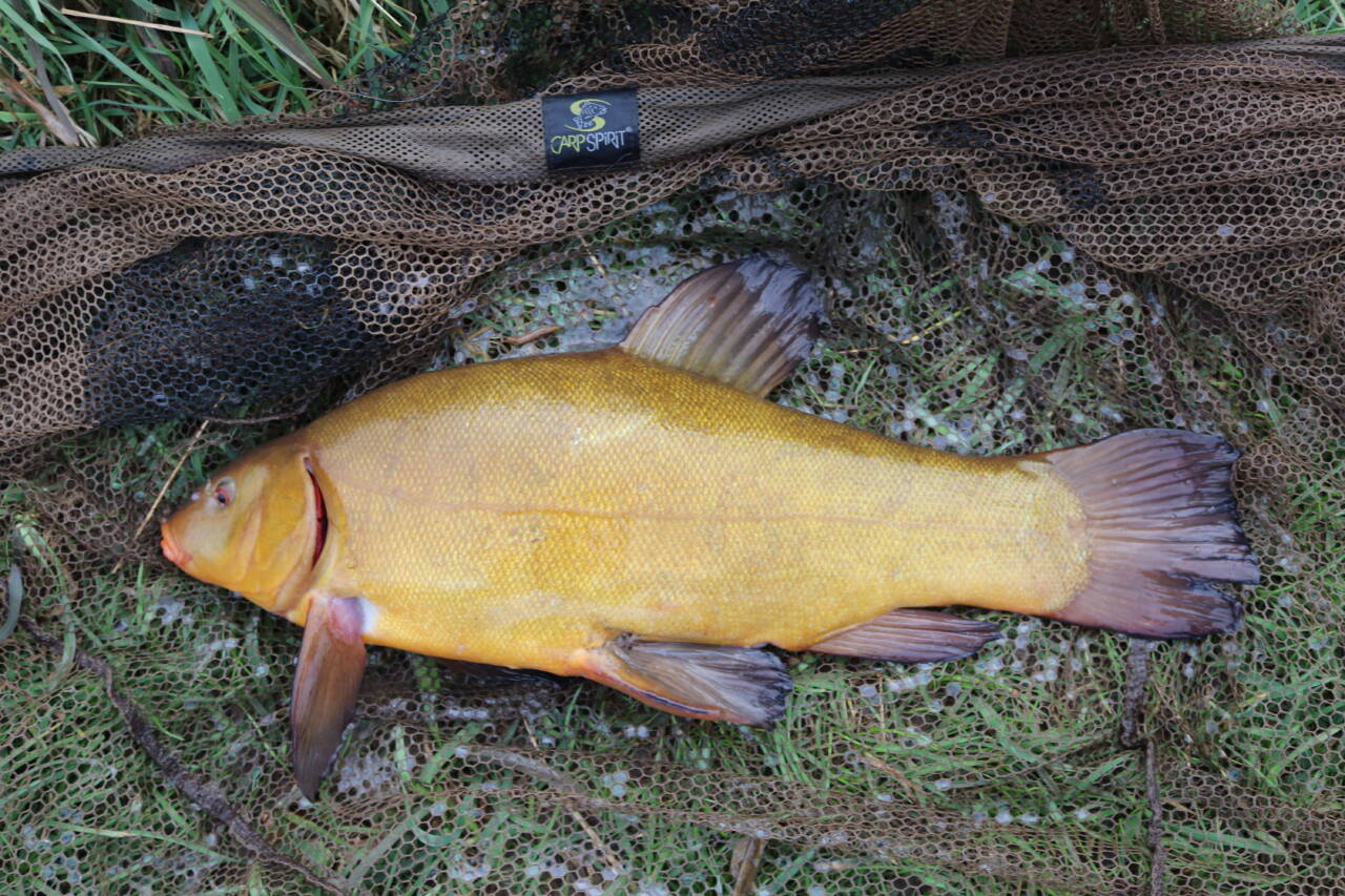 Tony Gibson – Spring Bream and Tench Fishing - Dynamite Baits