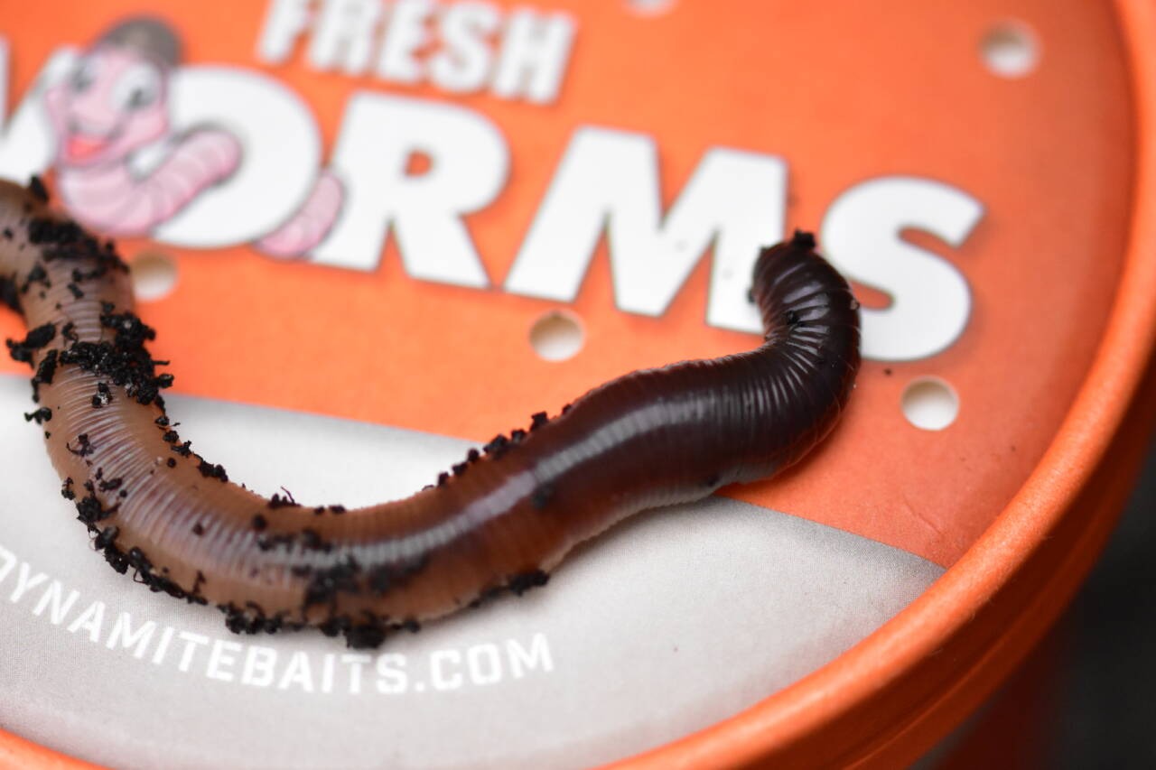 Lobworms - Dynamite Baits