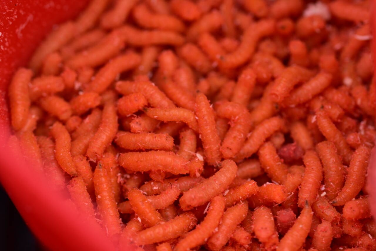 How to Fish Tangoed Maggots For Silverfish – At How End Fishery ...